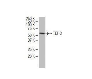 TEF-3 Antibody (N-G2) - Western Blotting - Image 34546