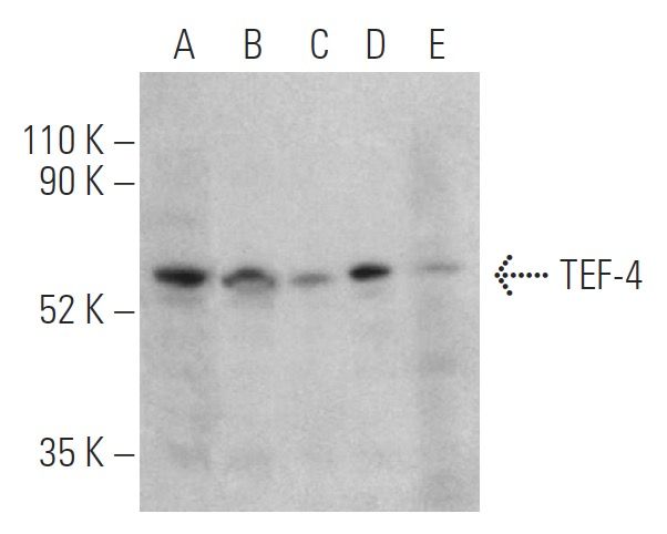 TEF-4抗体 (C-10) | SCBT - Santa Cruz Biotechnology