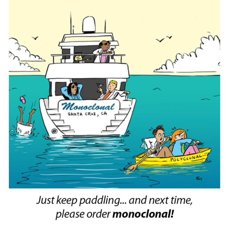 SCBT - Santa Cruz Biotechnology