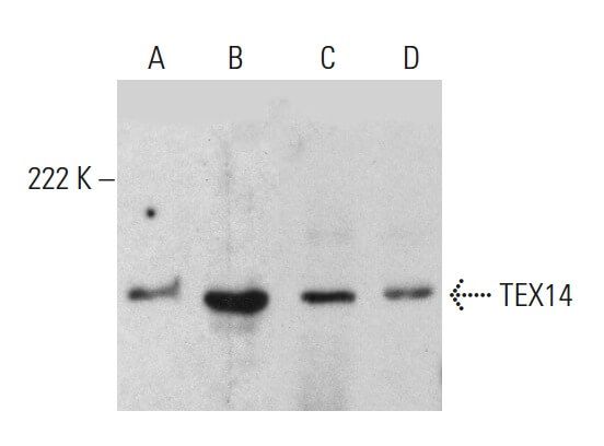TEX14 Antibody (4E4) | SCBT - Santa Cruz Biotechnology