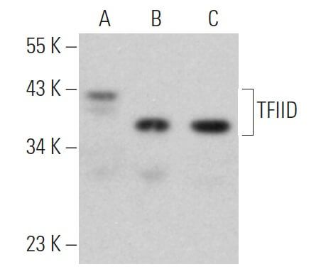 SCBT - Santa Cruz Biotechnology