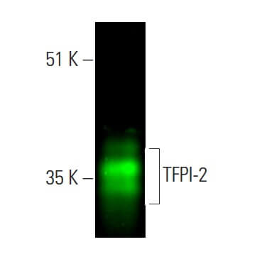 Anti-TFPI-2 Antibody (B-7) | SCBT - Santa Cruz Biotechnology
