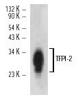 TFPI-2 Antibody (C-3) | SCBT - Santa Cruz Biotechnology