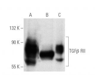 TGFβ RII Antibody (E-6) - Western Blotting - Image 2808