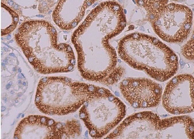 THP Antibody (B-2) | SCBT - Santa Cruz Biotechnology