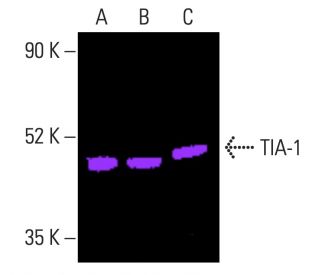 TIA-1 Antibody (G-3) - Western Blotting - Image 401784