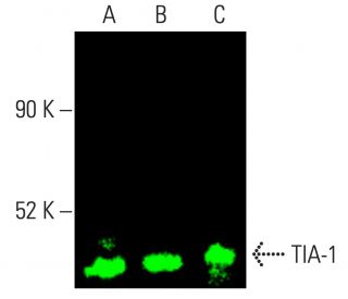 TIA-1 Antibody (G-3) - Western Blotting - Image 401821