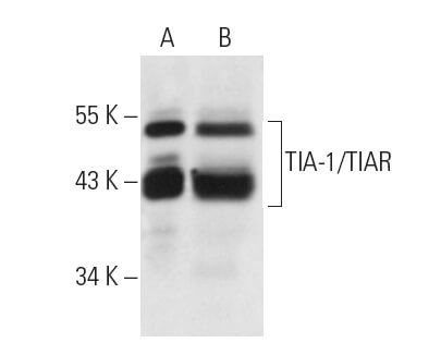 TIA-1/TIAR Antibody (D-9) | SCBT - Santa Cruz Biotechnology