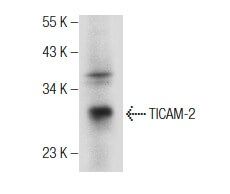 TICAM-2 Antibody (G-6) | SCBT - Santa Cruz Biotechnology