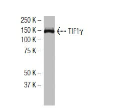 Anti-TIF1γ Antibody (XX-19) | SCBT - Santa Cruz Biotechnology