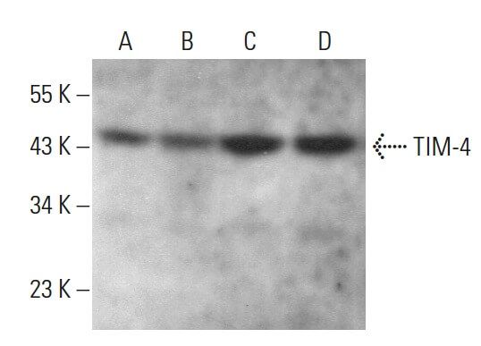 TIM-4抗体 (G-6) | SCBT - Santa Cruz Biotechnology