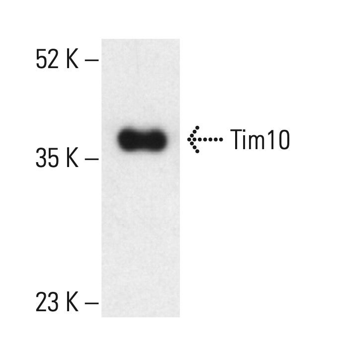Tim10/TIMM10 Antibody (C-7) | SCBT - Santa Cruz Biotechnology