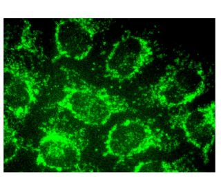 Tim23 Antibody (H-8) - Immunofluorescence - Image 323499