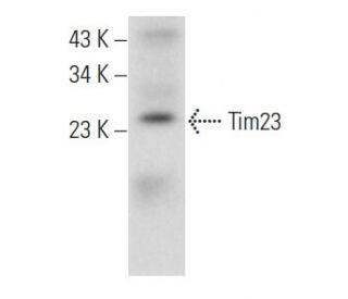 Tim23 Antibody (H-8) - Western Blotting - Image 358056