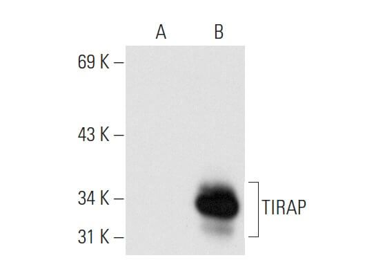 TIRAP Antibody (C-7) | SCBT - Santa Cruz Biotechnology