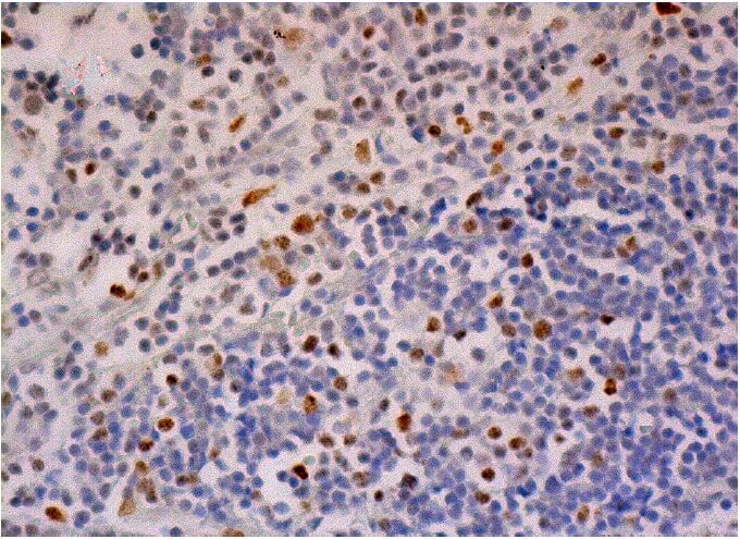 Anti-TLE4 Antibody (E-10) | SCBT - Santa Cruz Biotechnology