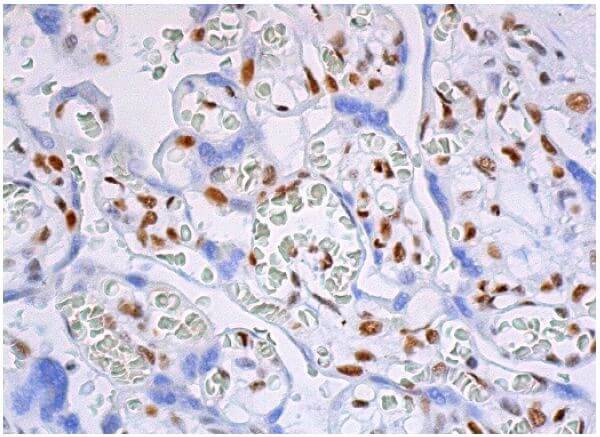 Anti-TLE4 Antibody (E-10) | SCBT - Santa Cruz Biotechnology