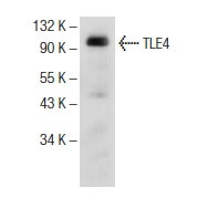 Anti-TLE4 Antibody (E-10) | SCBT - Santa Cruz Biotechnology