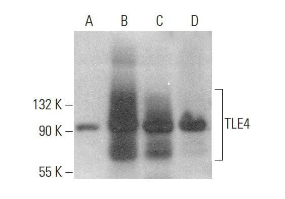 Anti-TLE4 Antibody (E-10) | SCBT - Santa Cruz Biotechnology