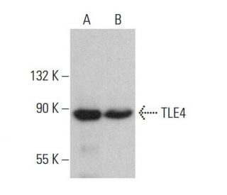 TLE4 Antibody (E-10) - Western Blotting - Image 380267