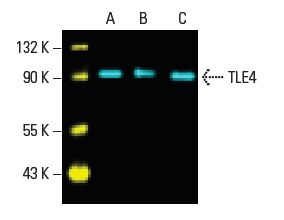 Anti-TLE4 Antibody (E-10) | SCBT - Santa Cruz Biotechnology