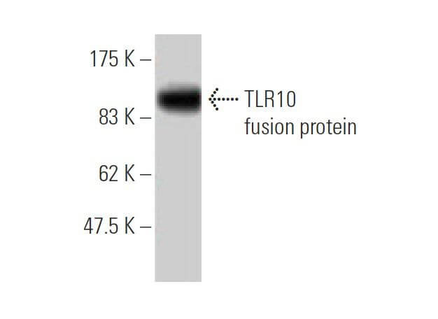 Anti-TLR10 Antibody (2A11) | SCBT - Santa Cruz Biotechnology