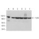 TLR4抗体 (25) | SCBT - Santa Cruz Biotechnology