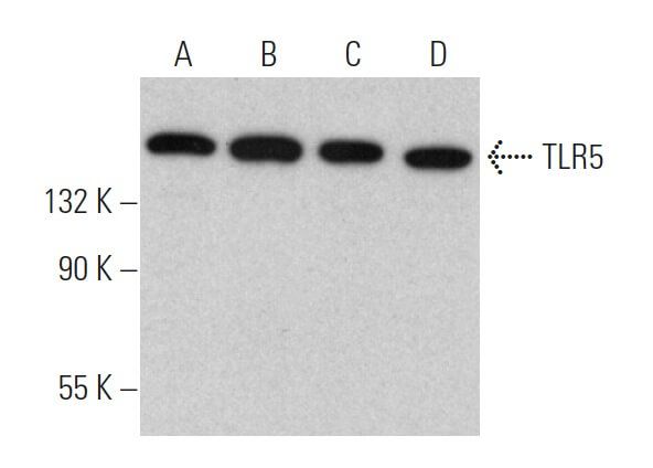 TLR5抗体 (C7) | SCBT - Santa Cruz Biotechnology
