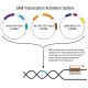 TMEM182 CRISPR Knockout and Activation Products (m) | SCBT - Santa Cruz ...