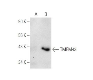 TMEM43 Antibody (E-1) - Western Blotting - Image 139423