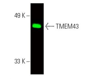 TMEM43 Antibody (E-1) - Western Blotting - Image 388860