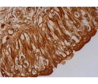 TNFα-IP 2 Antibody (F-6) - Immunohistochemistry - Image 363333