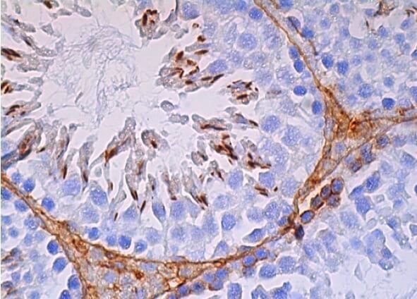 TNP2抗体 (B-2) | SCBT - Santa Cruz Biotechnology
