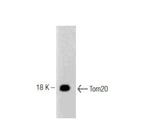 Tom20 Antibody (29) - Western Blotting - Image 127551