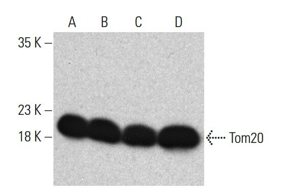 Tom20 Antibody (29) | SCBT - Santa Cruz Biotechnology
