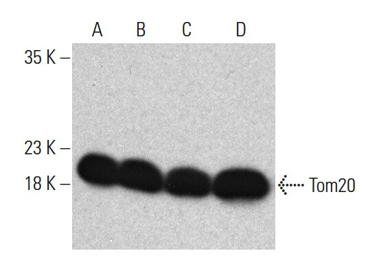 Anti-Tom20 Antibody (29) | SCBT - Santa Cruz Biotechnology