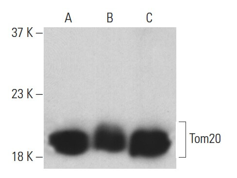 Anti-Tom20 Antibody (29) | SCBT - Santa Cruz Biotechnology