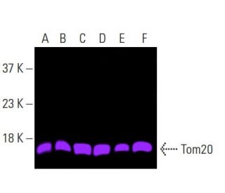 Tom20 Antibody (29) | SCBT - Santa Cruz Biotechnology