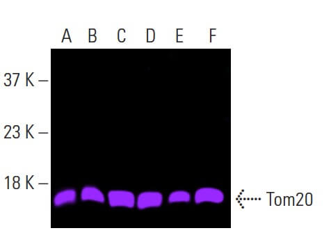 Anti-Tom20 Antibody (29) | SCBT - Santa Cruz Biotechnology