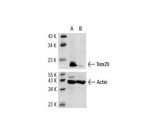 Tom20 Antibody (F-10) - Western Blotting - Image 7082