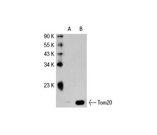 Tom20 Antibody (F-10) - Western Blotting - Image 20244
