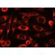 Anti-Tom20 Antibody (F-10) | SCBT - Santa Cruz Biotechnology