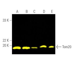 Tom20 Antibody (F-10) - Western Blotting - Image 391489