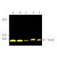 Anti-Tom20 Antibody (F-10) | SCBT - Santa Cruz Biotechnology
