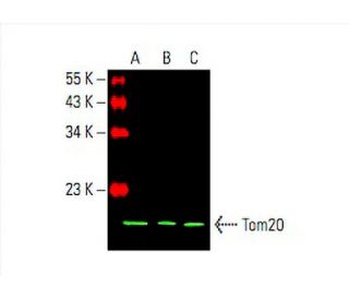 Tom20 Antibody (F-10) - Western Blotting - Image 394809