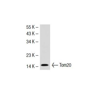 Tom20 Antibody (F-10) - Western Blotting - Image 35388