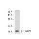 Anti-Tom20 Antibody (F-10) | SCBT - Santa Cruz Biotechnology