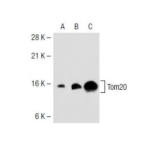 Tom20 Antibody (F-10) - Western Blotting - Image 40587