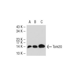 Tom20 Antibody (F-10) - Western Blotting - Image 52329