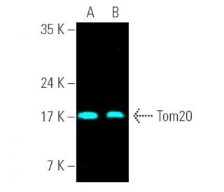 Tom20 Antibody (F-10) - Western Blotting - Image 390663